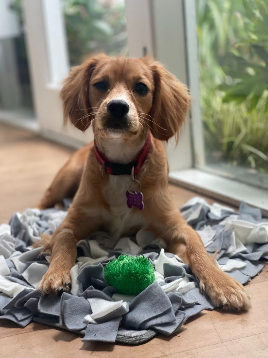 Copper - Small Male Cavalier King Charles Spaniel Mix Dog in NSW ...