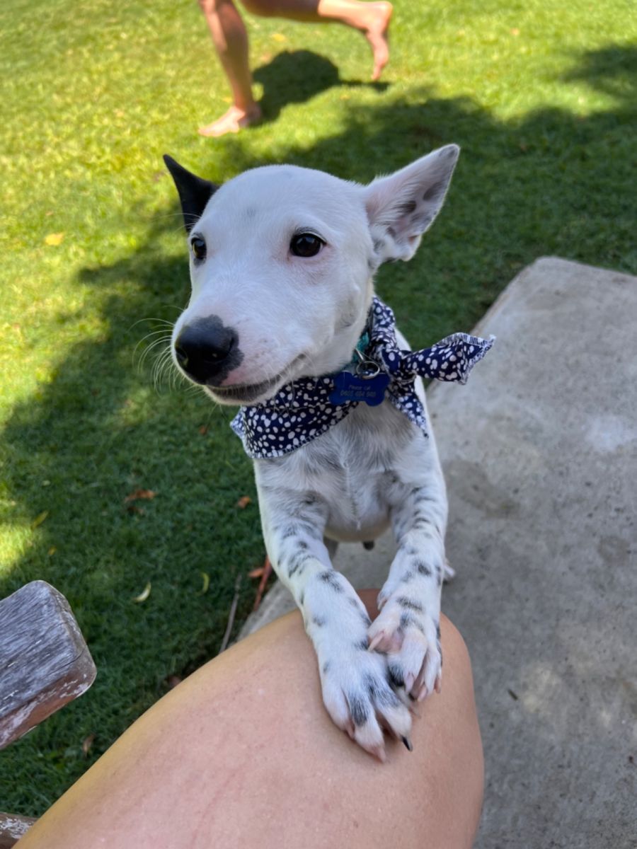 Freddie - Medium Male Australian Stumpy Tail Cattle Dog x Jack Russell ...