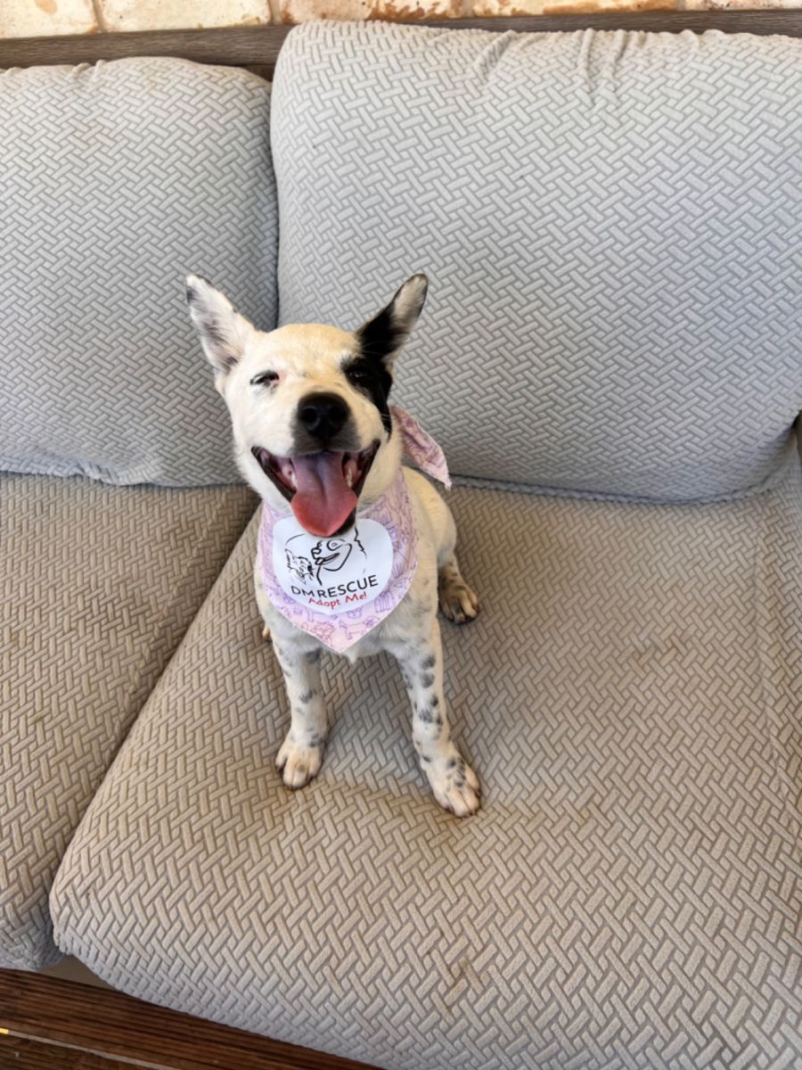 Pepper - Medium Female Australian Stumpy Tail Cattle Dog x Jack Russell ...