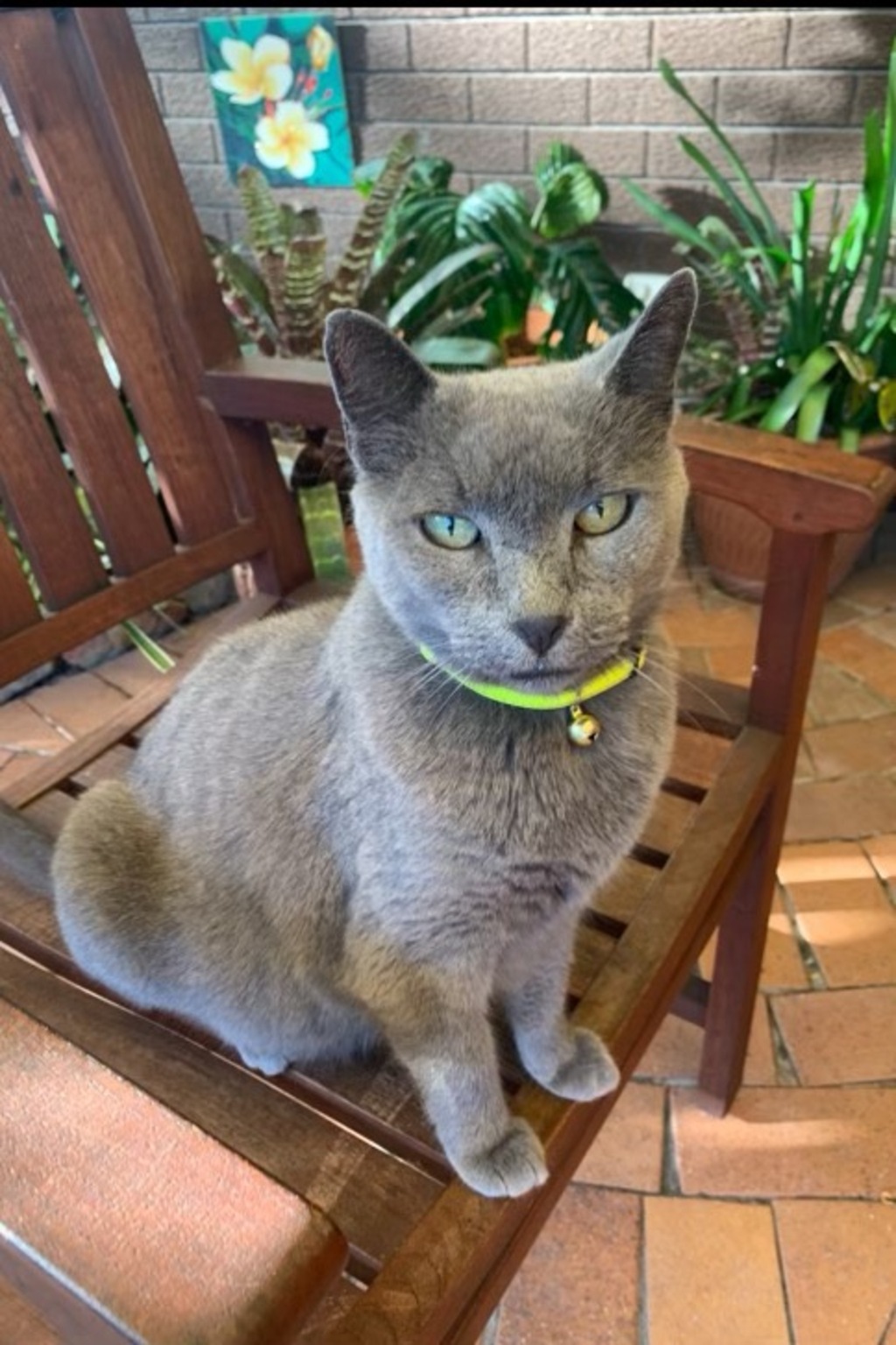 Mishka - Male Russian Mix Cat in NSW - PetRescue