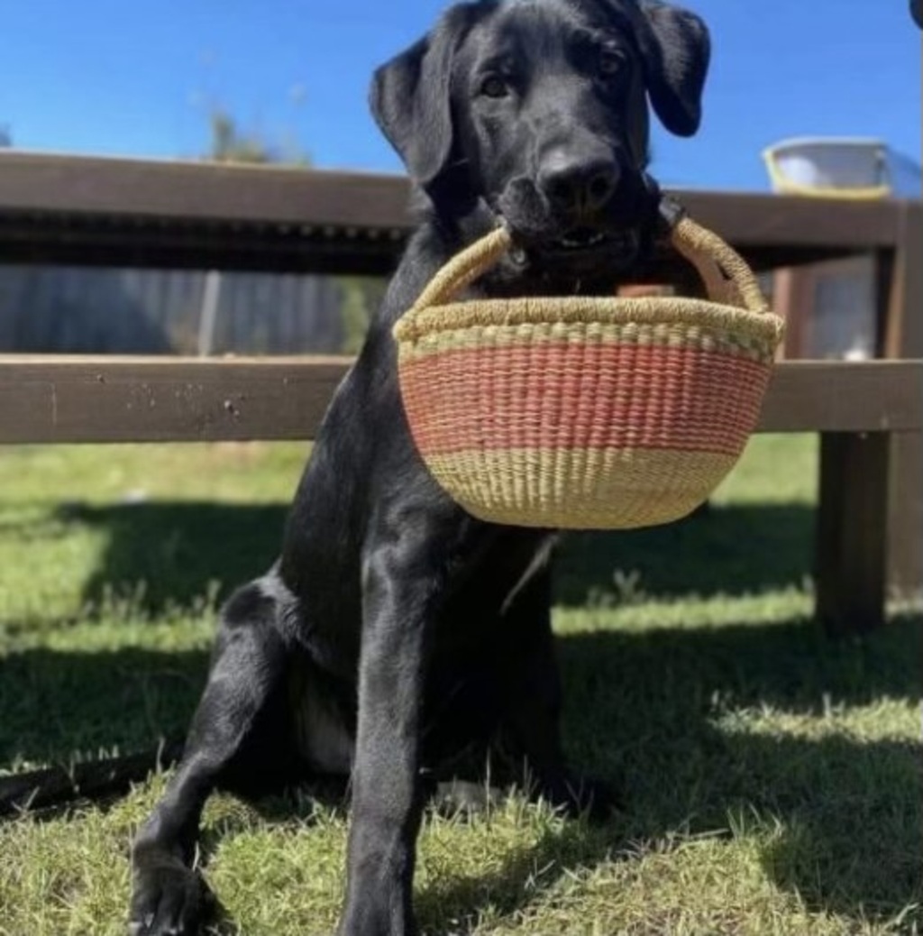 Jet - Medium Male Labrador Mix Dog in NSW - PetRescue