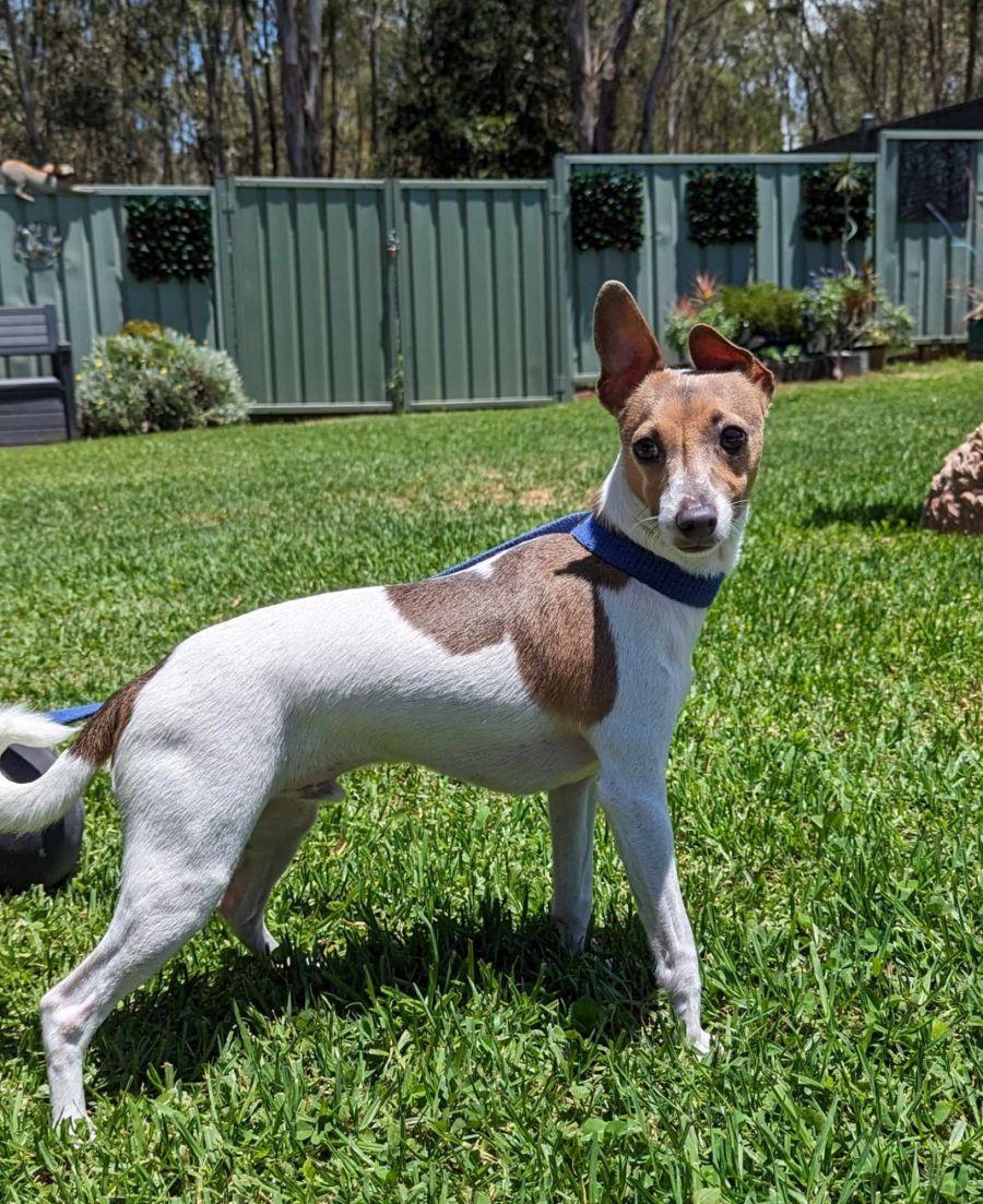 Leni - Small Male Miniature Fox Terrier Dog in NSW - PetRescue
