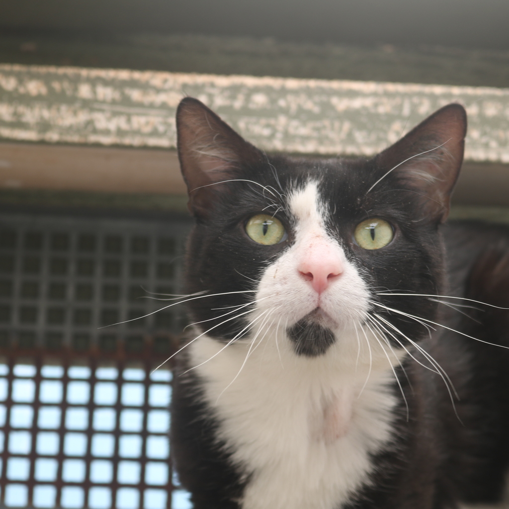 Dale - Male Domestic Short Hair Cat in VIC - PetRescue