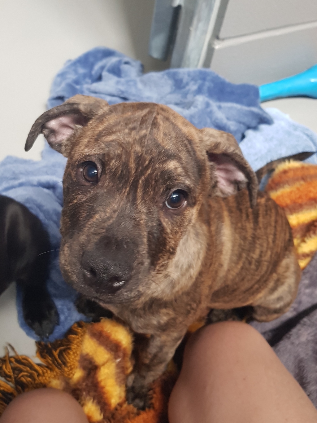Claus - Large Male Mixed Mix Dog in WA - PetRescue