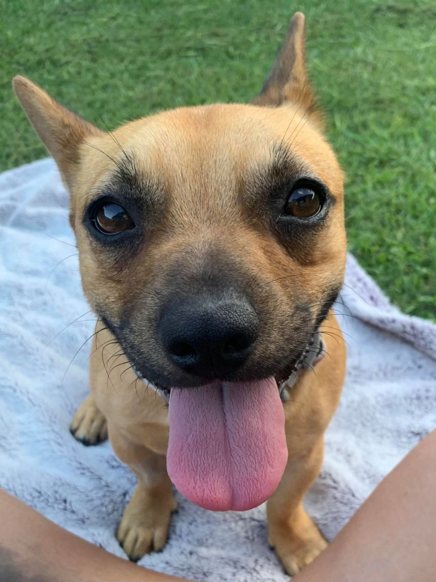 Freddy - Small Male Chihuahua x Staffy Mix Dog in QLD - PetRescue