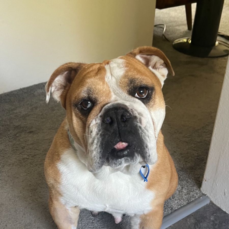 Rommy - Medium Female British Bulldog Dog in NSW - PetRescue