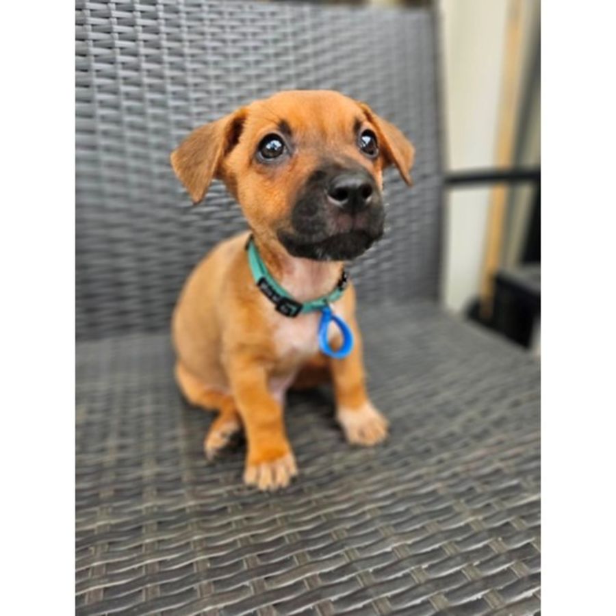 Kelso - Medium Male Jack Russell Terrier x Rhodesian Ridgeback Mix Dog ...