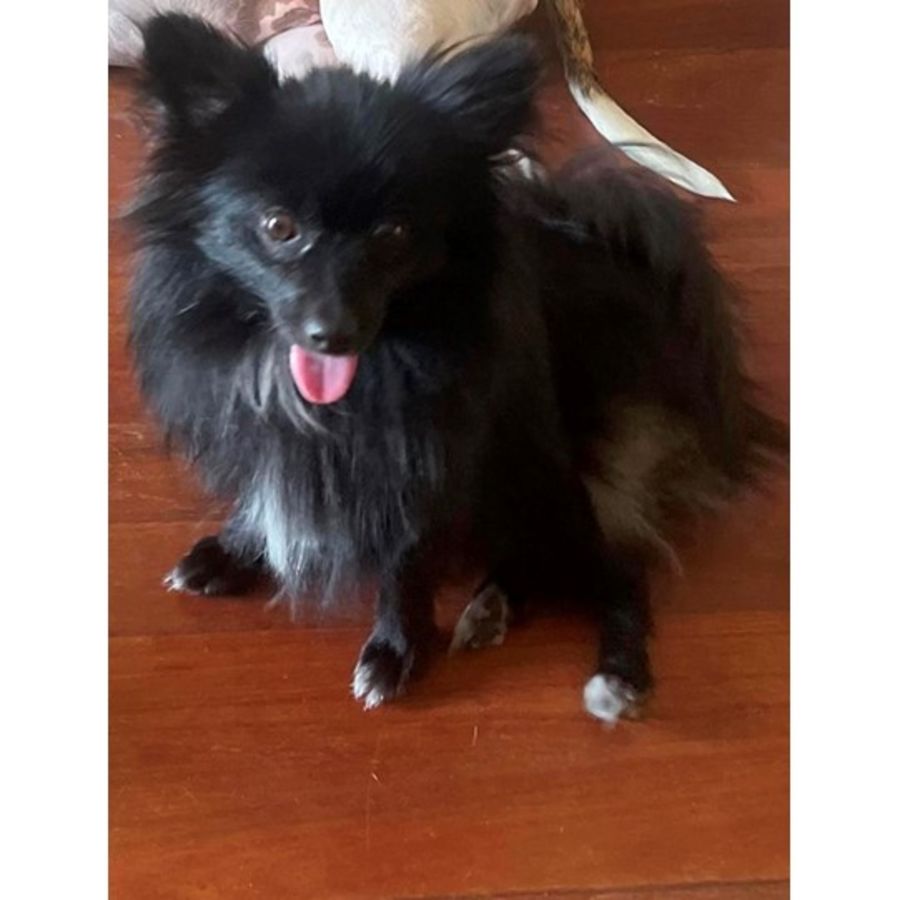 Levi - Small Male Pomeranian Mix Dog in QLD - PetRescue
