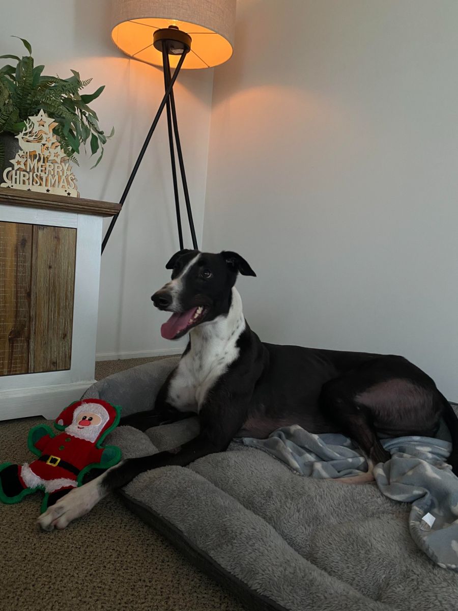 Razor - Large Male Greyhound Dog in NSW - PetRescue