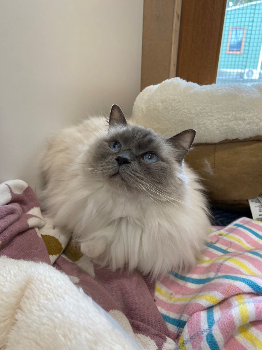 Poppy - Female Ragdoll Cat in NSW - PetRescue