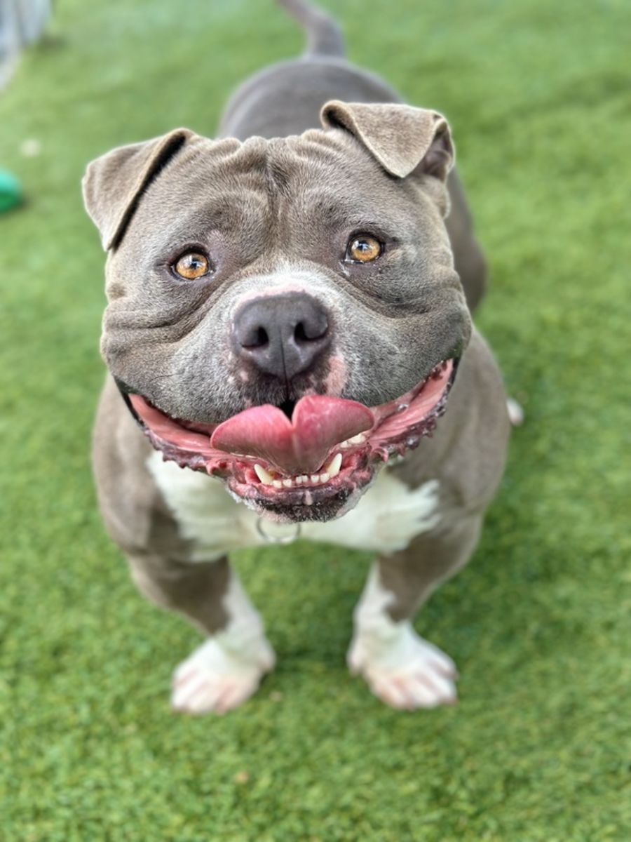 Zeus - Medium Male American Bulldog Dog in NSW - PetRescue