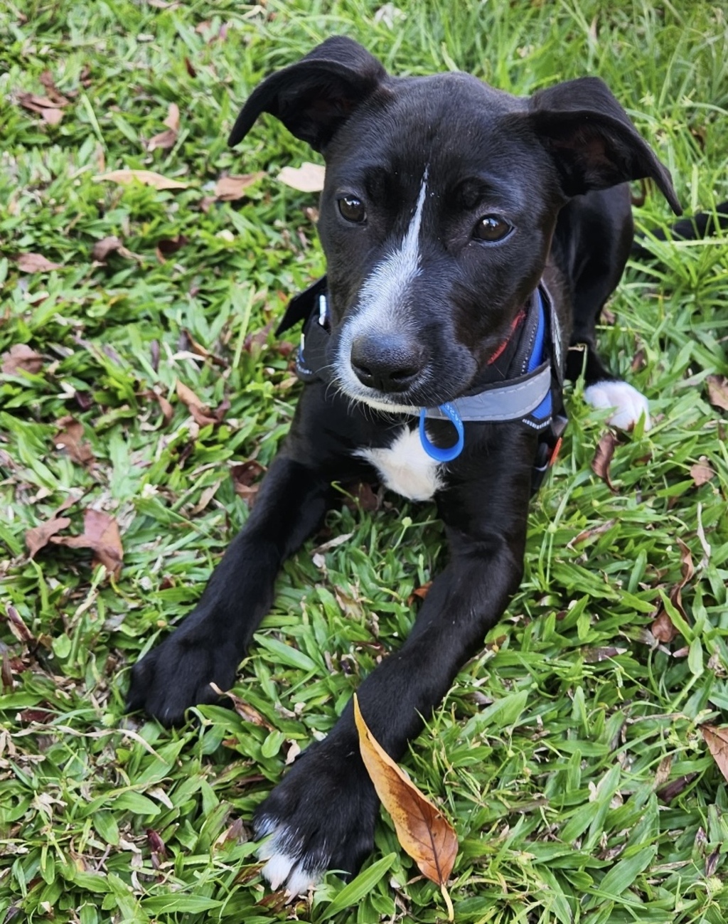 Maia - Large Female Bull Arab x English Pointer Mix Dog in QLD - PetRescue