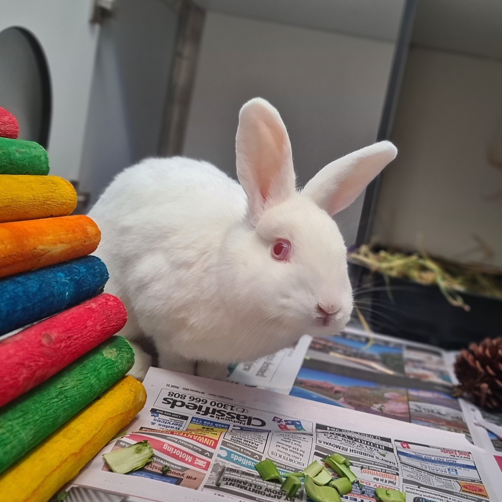 Lily - Female Rex Rabbit in VIC - PetRescue
