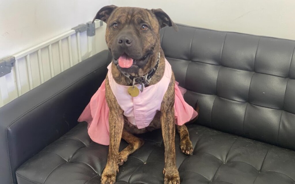 Paisley - Large Female American Staffy x Sharpei Mix Dog in VIC - PetRescue