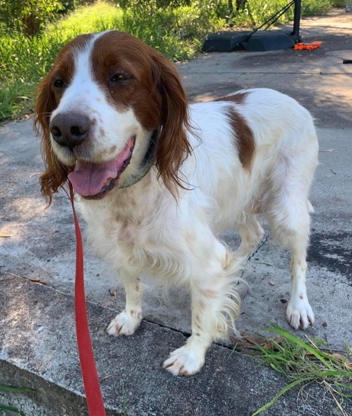 Kelsey - Medium Female Irish Setter Dog in QLD - PetRescue