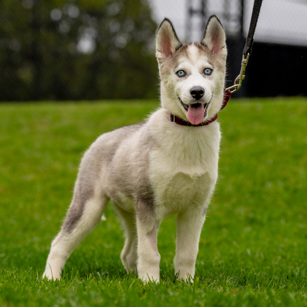 Summer - Medium Female Siberian Husky Mix Dog in NSW - PetRescue