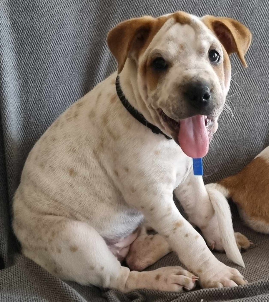 Luna - Medium Female Mixed Breed Dog in WA - PetRescue