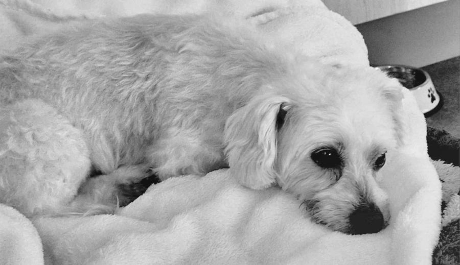 Vincent - Small Male Maltese Mix Dog in QLD - PetRescue