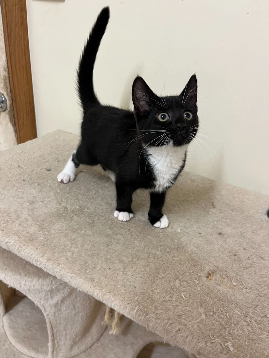 Cardi B - Female Domestic Short Hair Cat in NSW - PetRescue
