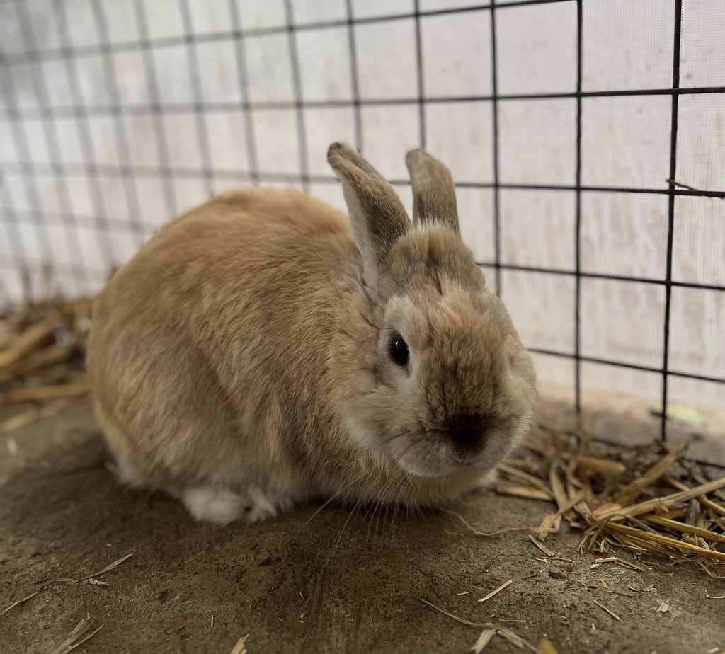 Hummus - Male Rabbit Mix Rabbit in ACT - PetRescue