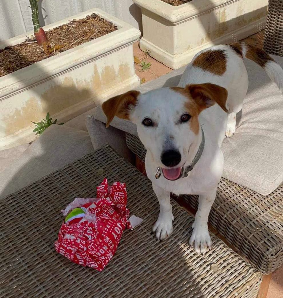 Ashley - Medium Female Mixed Breed Dog in WA - PetRescue