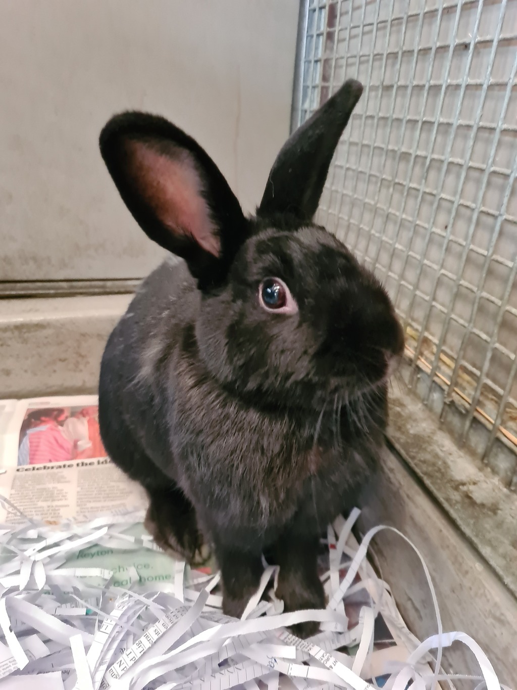 Cosmo - Male Bunny Rabbit Mix Rabbit in WA - PetRescue