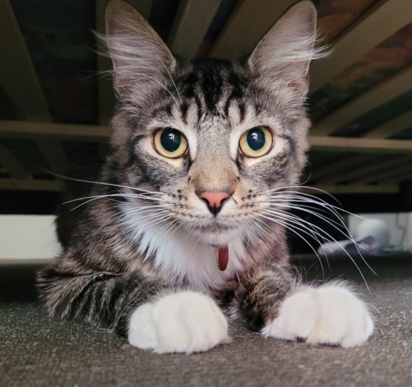 SAFE Busselton (Saving Animals From Euthanasia) - PetRescue