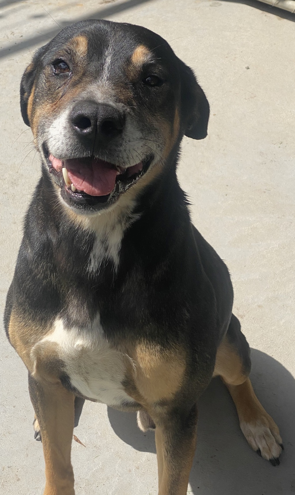 Max - Medium Male Labrador x Rottweiler Mix Dog in VIC - PetRescue