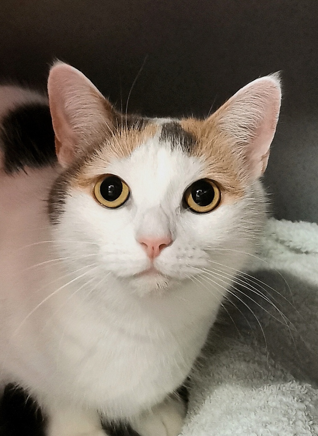 Luna - Female Domestic Short Hair Mix Cat in QLD - PetRescue