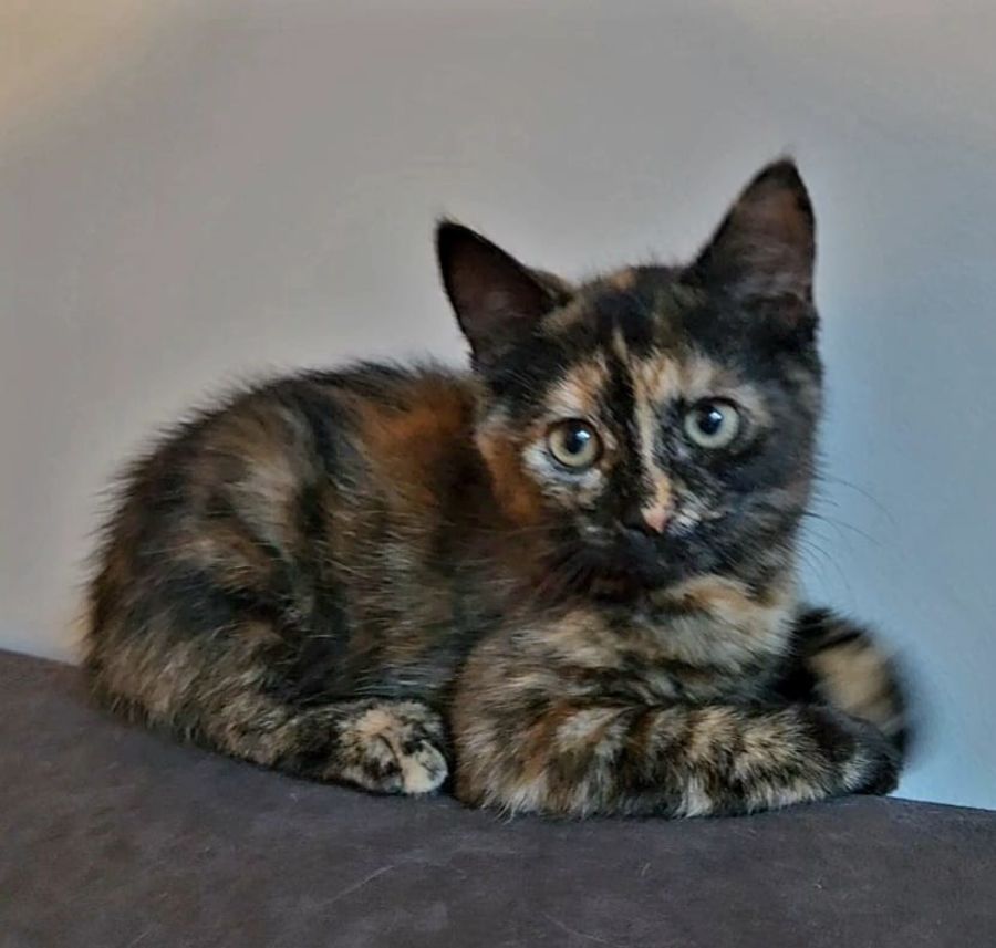 Wessel - Female Domestic Medium Hair Cat in VIC - PetRescue