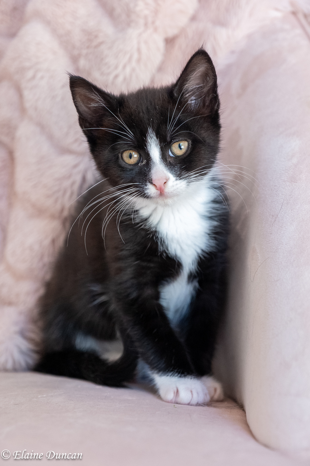 Eclair - Female Domestic Short Hair Mix Cat in NSW - PetRescue