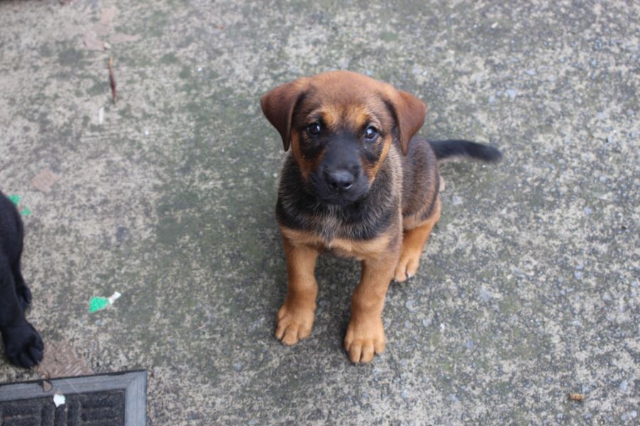 Lozza - Medium Female Kelpie x Australian Cattle Dog Mix Dog in QLD ...