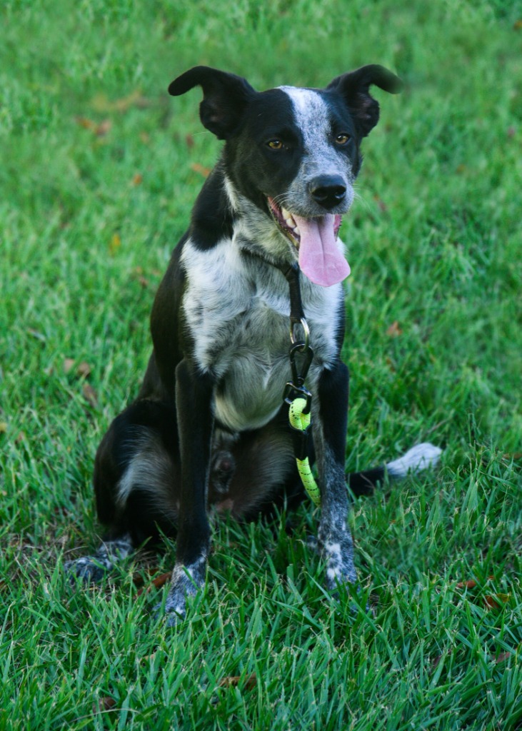 Tiga - Medium Male Border Collie Dog in QLD - PetRescue