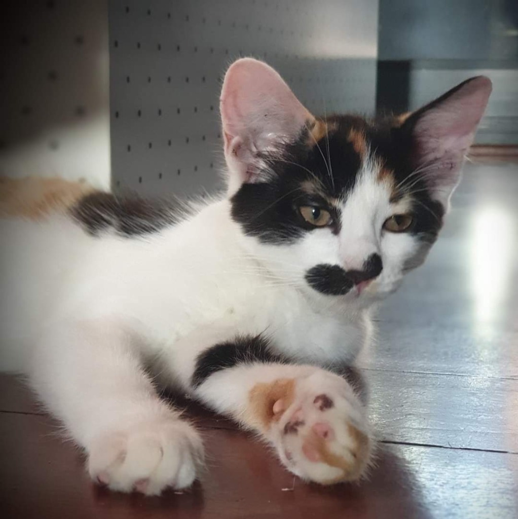 Tash - Female Domestic Short Hair Cat in WA - PetRescue