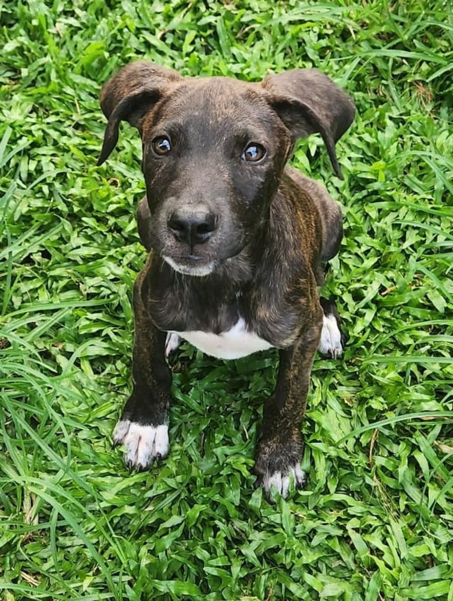 Beetle - Medium Male Staffy Mix Dog in QLD - PetRescue