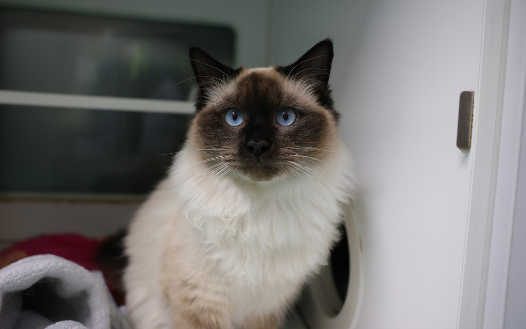 Paddy - Male Birman x Ragdoll Mix Cat in VIC - PetRescue