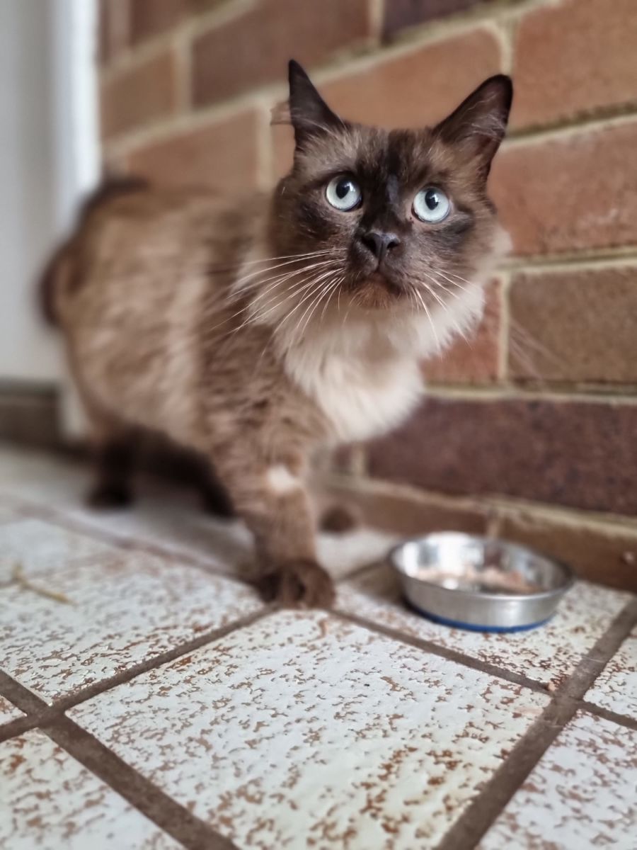 Pistachio - Male Ragdoll Mix Cat in NSW - PetRescue