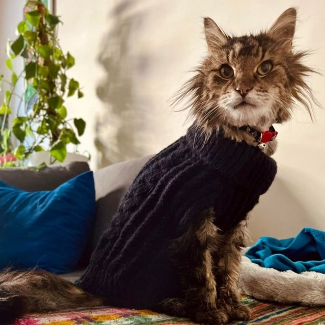 Mr Scrumples - Male Domestic Long Hair Cat in VIC - PetRescue