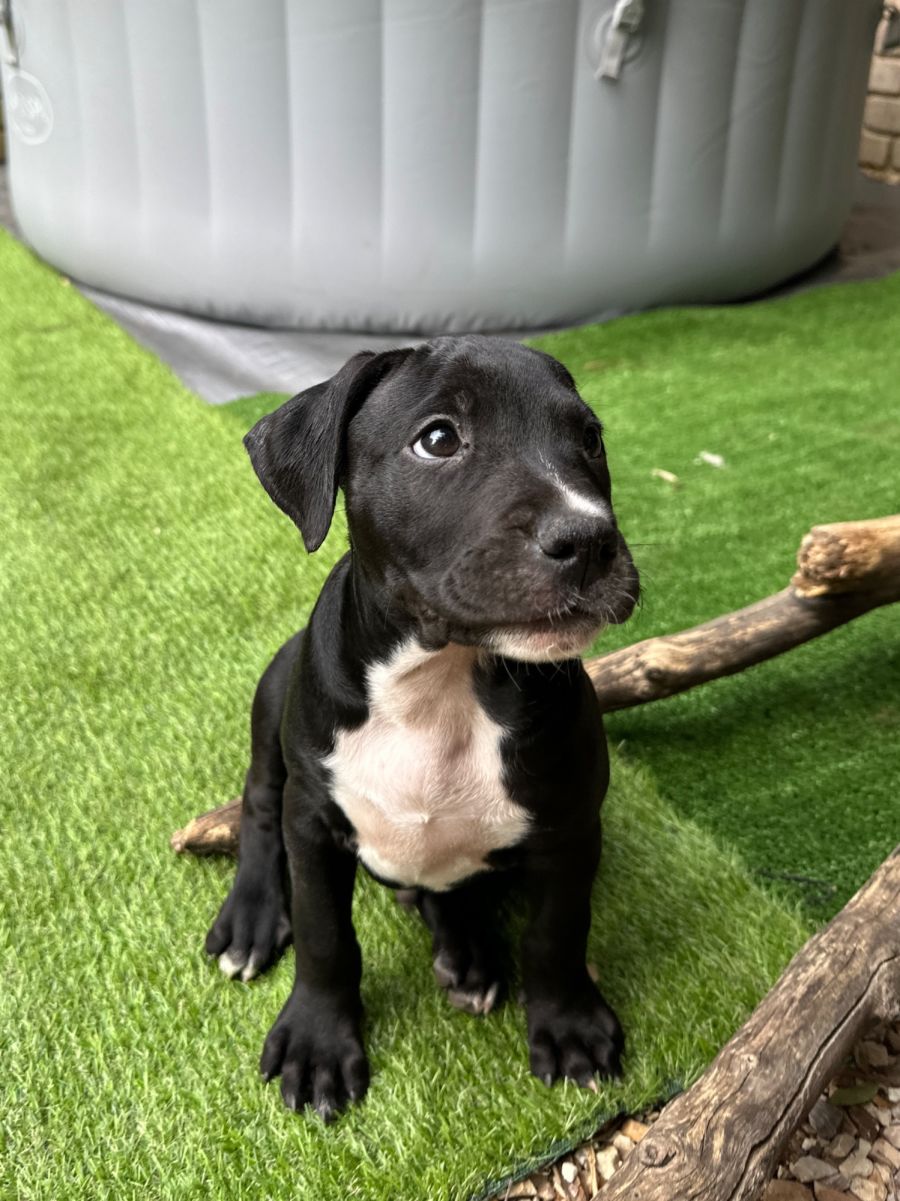 Peeta - Large Male American Staffordshire Terrier Mix Dog in VIC ...