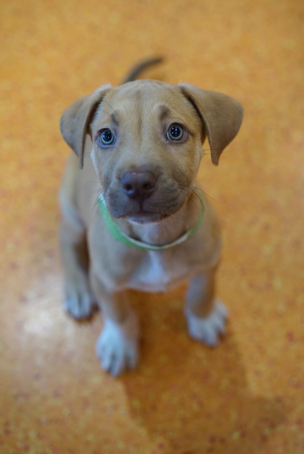 Arno - Medium Male Bull Arab x American Staffordshire Bull Terrier Mix Dog in QLD - PetRescue