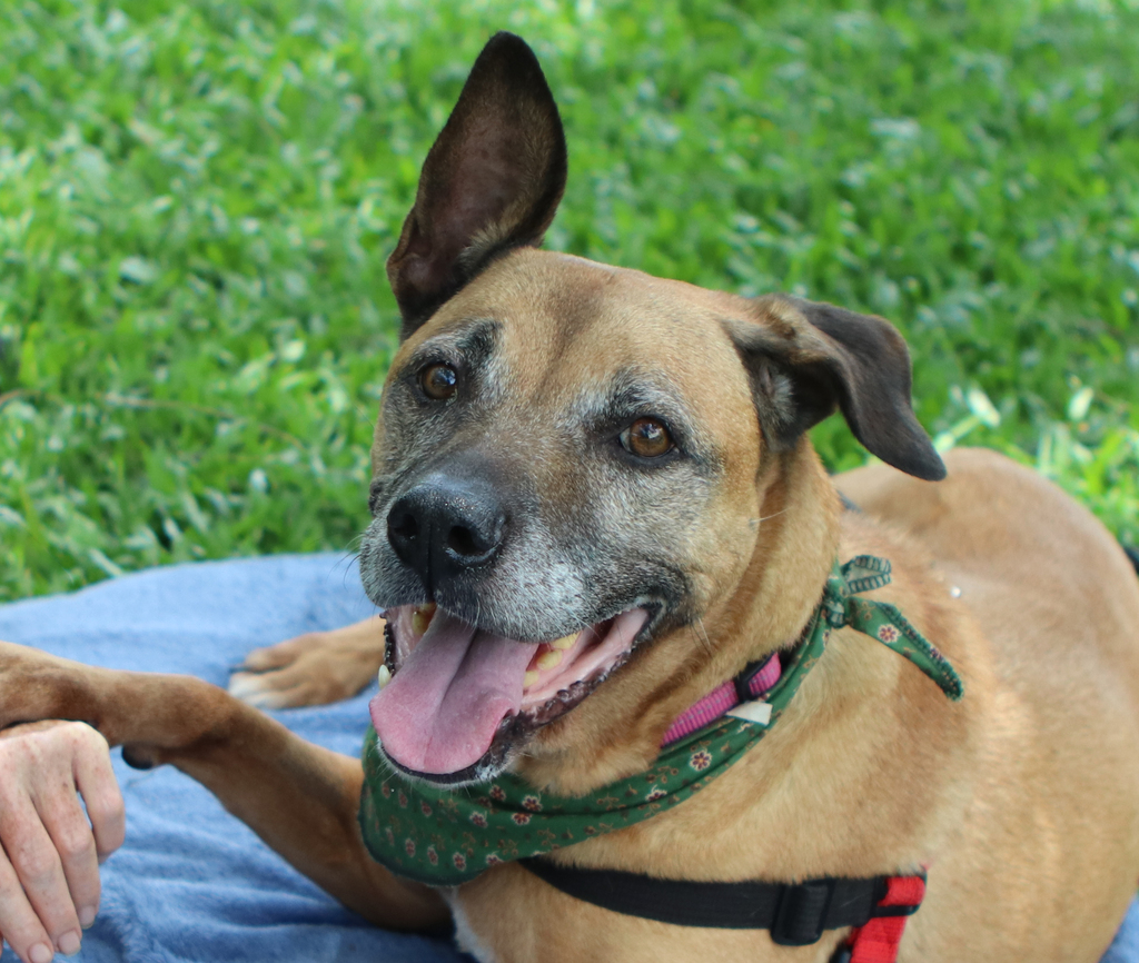 Sentra - Large Female Kelpie x Rhodesian Ridgeback Mix Dog in QLD ...