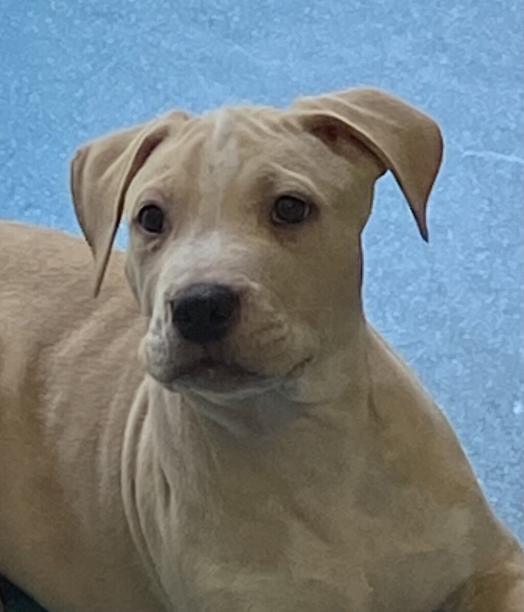 Freddy - Medium Male Rhodesian Ridgeback x American Staffordshire Bull ...