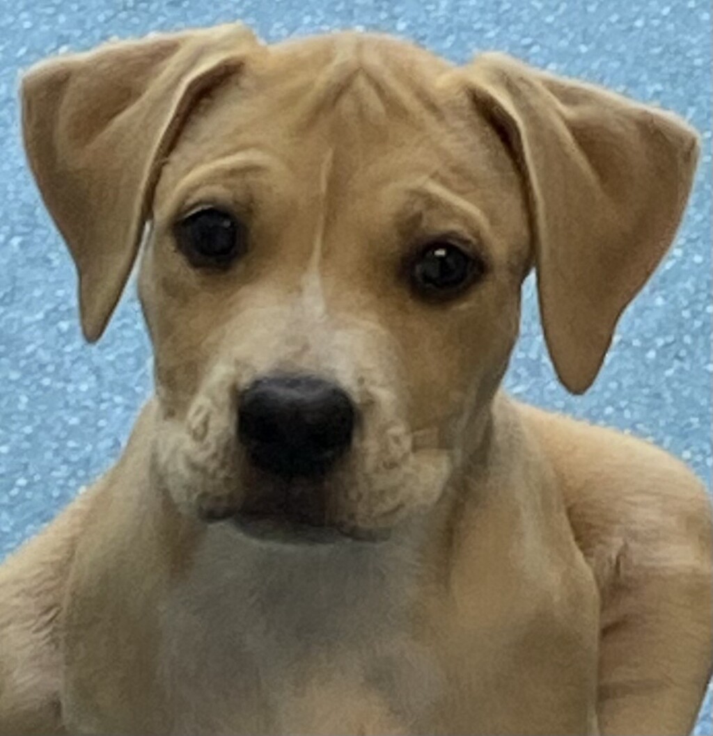 Baxter - Medium Male Rhodesian Ridgeback x American Staffordshire Bull ...