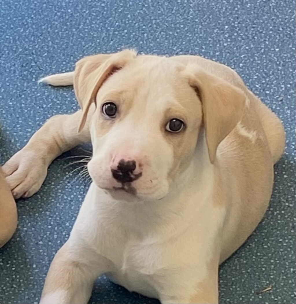 Ted - Medium Male Rhodesian Ridgeback x American Staffordshire Bull ...