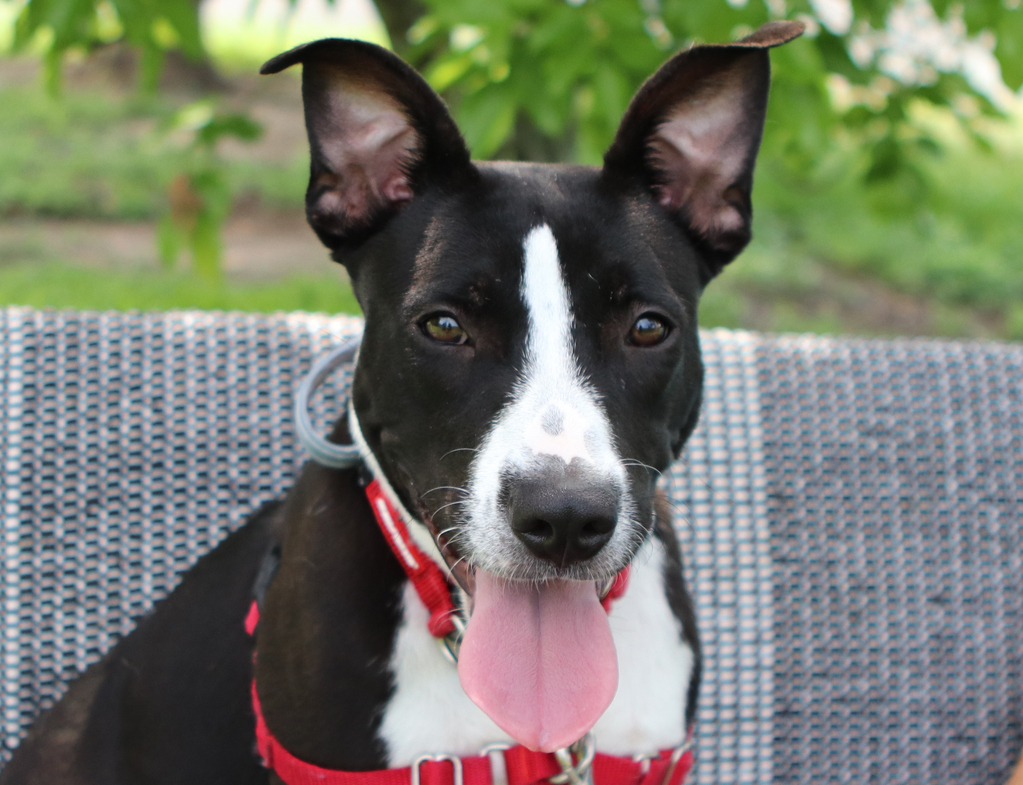 Lilly - Medium Female Border Collie x American Staffordshire Bull ...