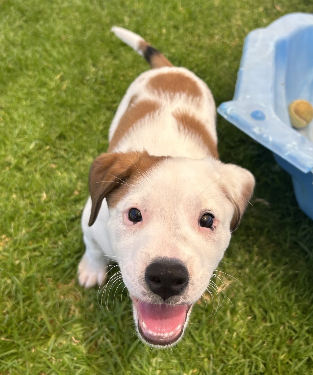 Nigel - Small Male Staffy Mix Dog in WA - PetRescue