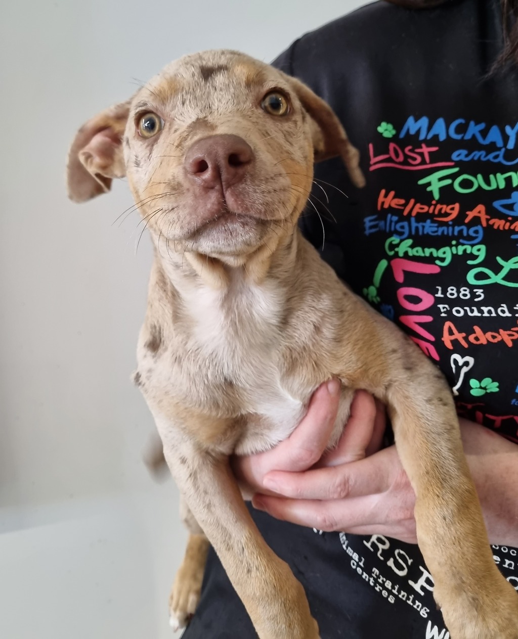 Bea - Large Female Louisiana Catahoula Leopard Dog x American ...