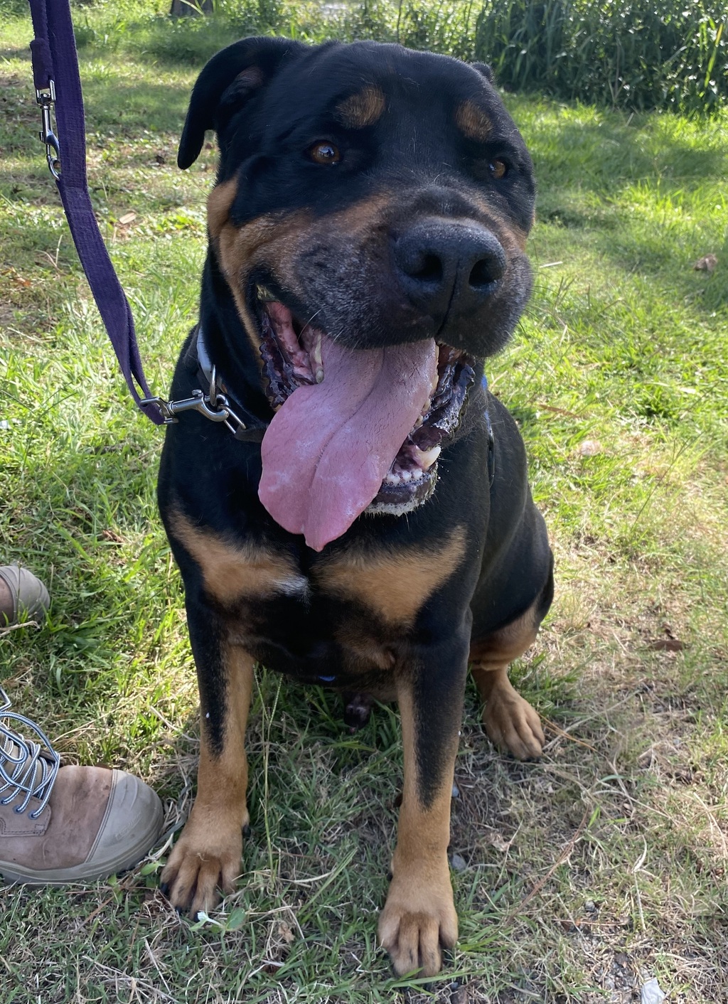 Ben - Large Male Bullmastiff x Rottweiler Mix Dog in QLD - PetRescue
