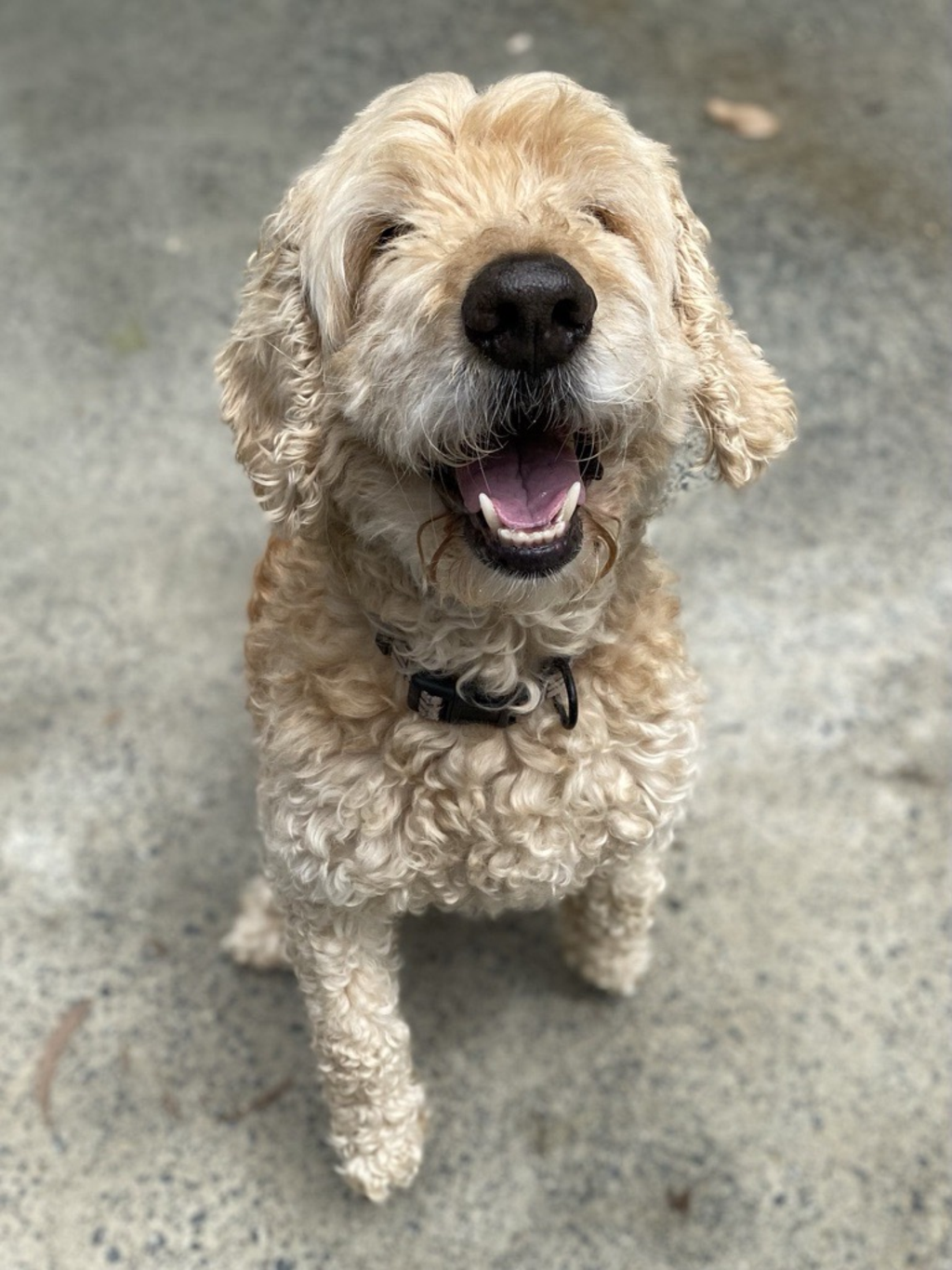 Lovely - Small Male Spoodle Dog in VIC - PetRescue