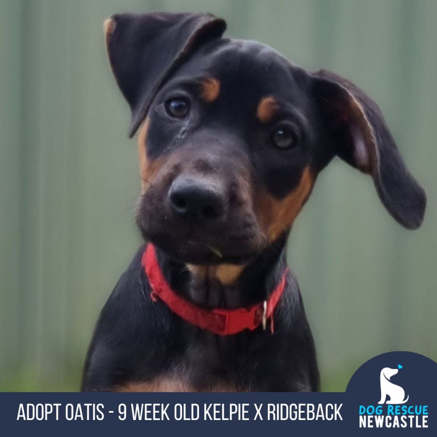 Oatis - 9 Week Old Kelpie X Ridgeback (Trial) - Medium Male Kelpie x ...